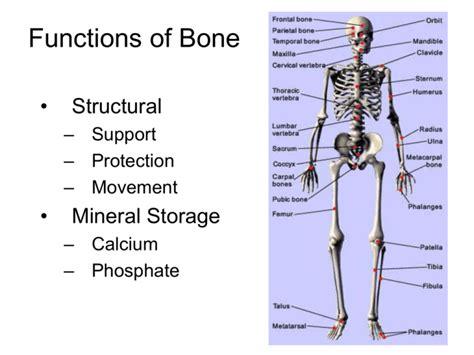 Bone Functions Remodeling Osteoporosis Presentation