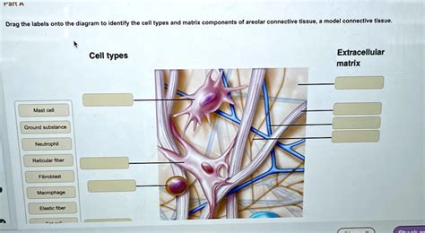 Part A Drag The Labels Onto The Diagram To Identify The Cell Types And Matrix Components Of
