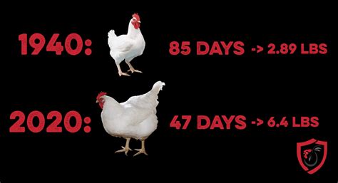 Genetically Modified Organisms Chicken