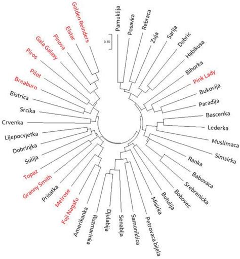 Almira Konjić On Linkedin Using High Density Snp Array To Investigate