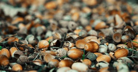 가을 간 갈색 경치 계절 계절성 껍데기 나무 날 것 녹색 도토리 땅 떡갈 나무 떨어지다 배경 보케 뿌리 덮개 뿔뿔이 흩어진 삼림지대 생태계