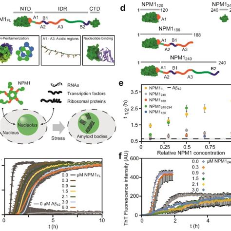 Npm1 Delays A 42 Aggregation A Npm1 Has A Modular Architecture Download Scientific Diagram