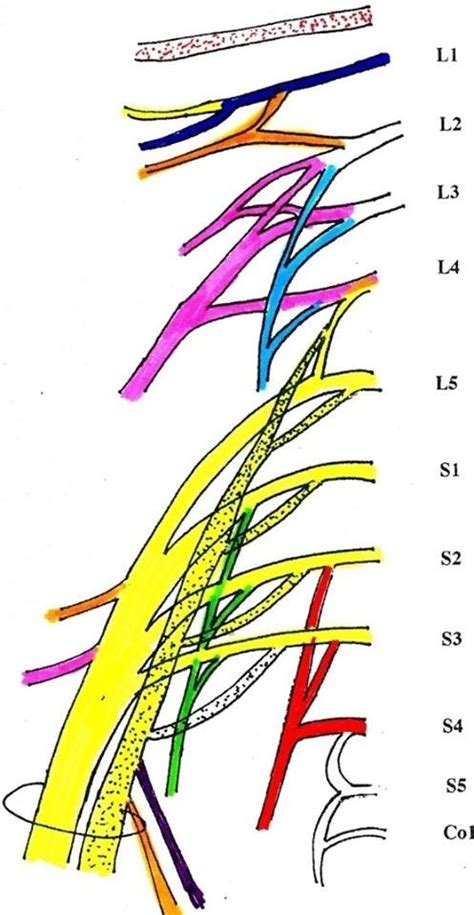 Lumbar And Sacral Plexus Diagram Quizlet