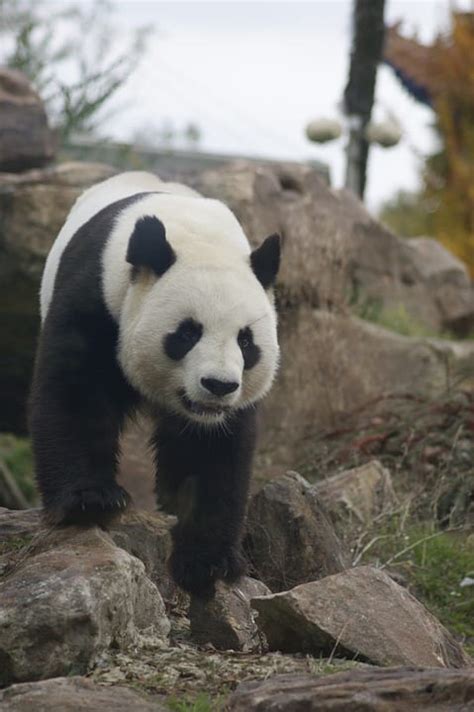 Do Pandas Hibernate Panda Things