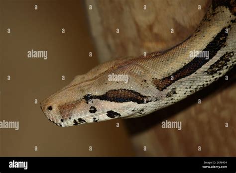 Dunkler Tigerpython Burmese Python Python Molurus Bivittatus Stock