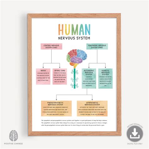 The Human Nervous System Poster Fight Flight Tesponse Rest And Digest Parasympathetic