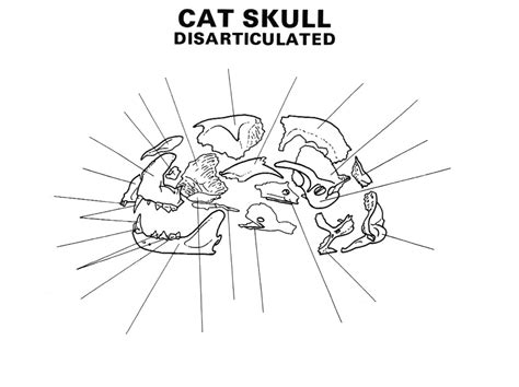 Disarticulated Cat Skull Diagram Quizlet