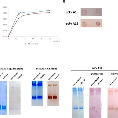 Functional Activity Of The Purified Scfv Antibodies By The Ability To