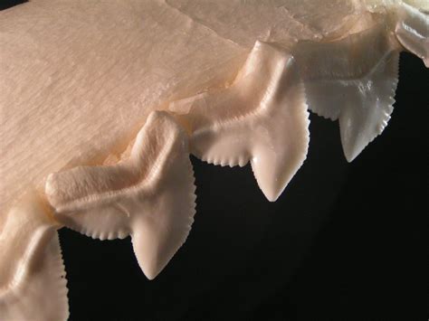 How To Tell What Shark A Tooth Is From At Timothy Charles Blog