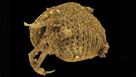 Giant Ostracod