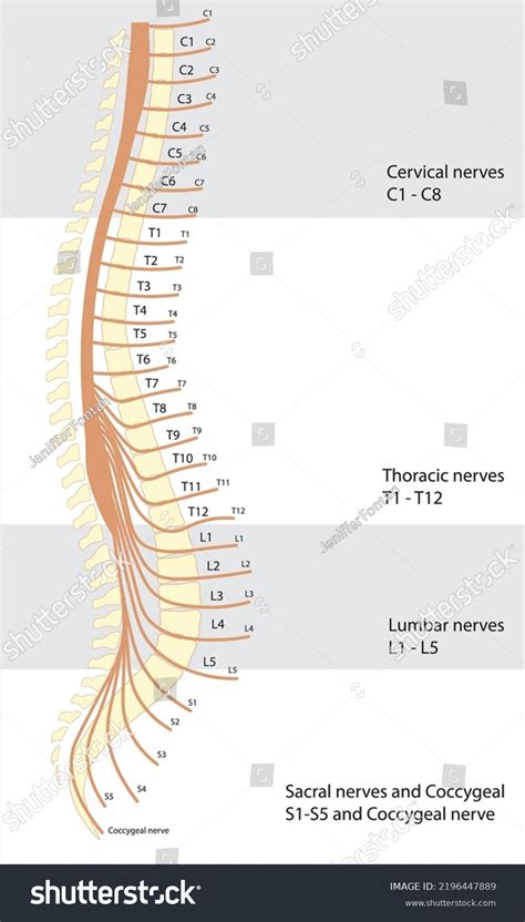 Human Column Nerve Segmentation Illutration Vertebral Stock Vector