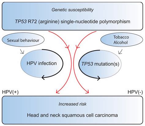 The Tp53 Codon 72 Arginine Polymorphism Is Found With Increased Tp53