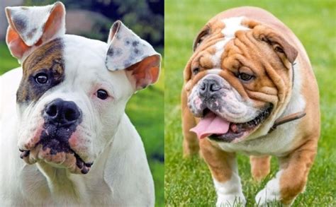 English Vs American Bulldog Understanding Key Differences Between