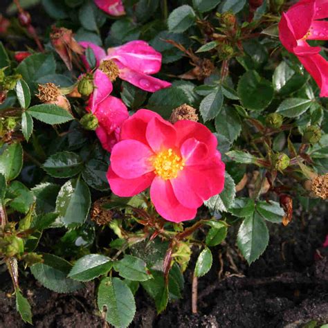 Groundcover Rose Marsh