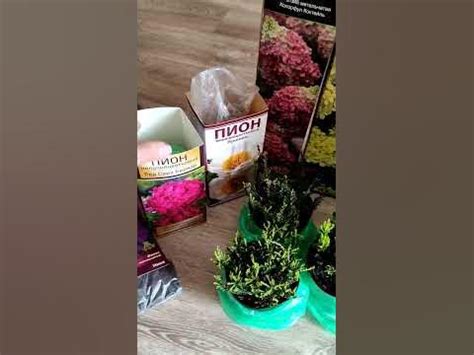 распродажа в леруа мерлен😍 #сад #цветыдома # огород #пенза - YouTube