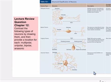 Solved Table Structural Classification Of Neurons Example Neuron Type Course Hero