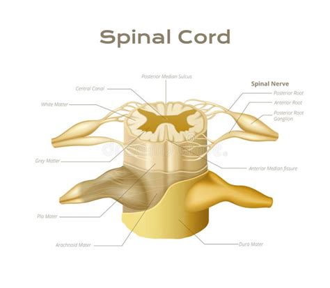 Spinal Cord Segment Stock Illustrations 124 Spinal Cord Segment Stock