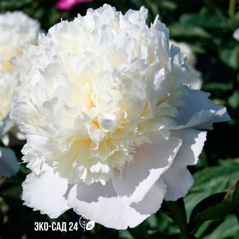 Саженцы Пион Уайт, купить в Крыму