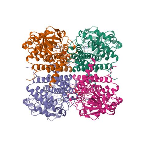 Rcsb Pdb 1egd Structure Of T255e E376g Mutant Of Human Medium Chain