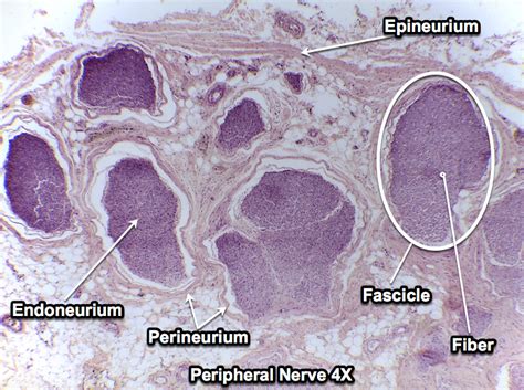 Peripheral Nerve Diagram Quizlet