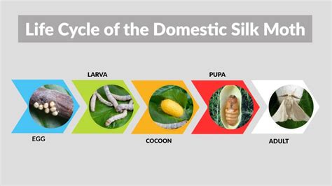 Domestic Silk Moth Guide Lifespan Care Diet And Facts