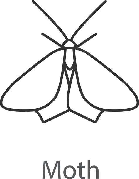 Moth Linear Icon Sign Butterfly Moth Vector Sign Butterfly Moth Png