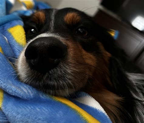 Glamour Shot : r/miniaussie