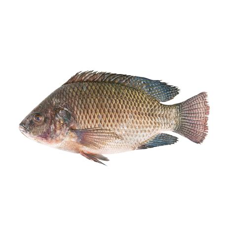 Mojarra Chica Punto Del Mar