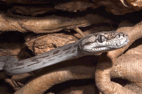 A Subadult Individual Of Nyctophilopython Oenpelliensis Gow 1977 Download Scientific Diagram