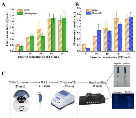 Ultrasensitive And Rapid Visual Detection Of Escherichia Coli O157h7 Based On Raa Crisprcas12a