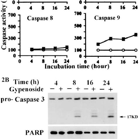 Activation Of Caspases And Accumulation Of Cytosolic Cytochrome C Download Scientific Diagram