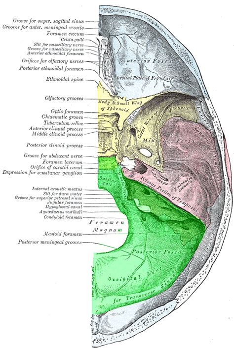Posterior Cranial Fossa Ranzcrpart1 Wiki Fandom