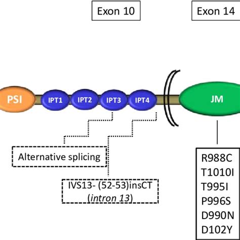 structure of c met receptor and identified met gene mutations in sclc