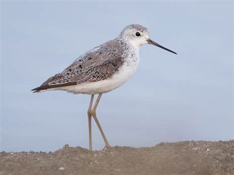 Marsh Sandpiper Ebird