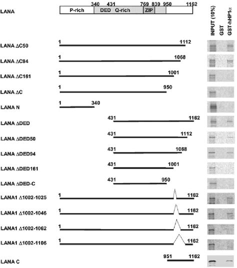 Figure 1 From Latency Associated Nuclear Antigen Of Kaposis Sarcoma Associated Herpesvirus