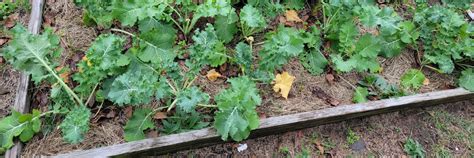 Pollinator Program Srel