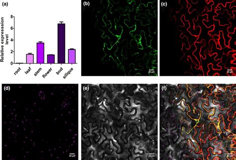 the spatial expression pattern and subcellular localization analysis of