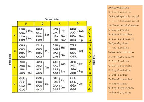 Project Dna To Rna And Getting Proteins With Perl Stack Overflow