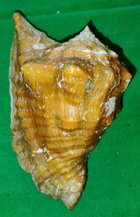 Strombus Peruvianus H3161 Mexico 147mm 4845485568