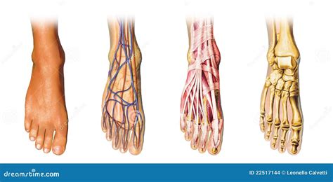 Human Foot Anatomy Cutaway Representation Stock Illustration