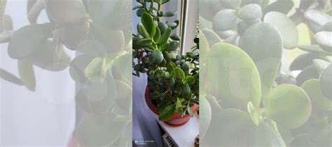 Комнатные растения купить в Калининграде | Товары для дома и дачи | Авито