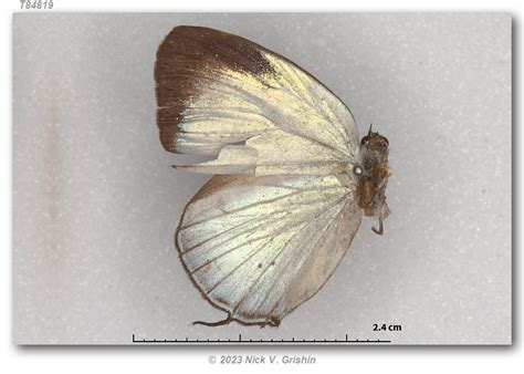 Arhopala A Argentea Type Specimens