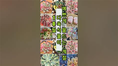 예쁜다육 희귀다육 10월 물든다육 다육이 다육식물 다육 다육이들 다육화분 반려식물 초보다육이 다육매니아 초보식집사 엑스플랜트 다육라방 라이브방송