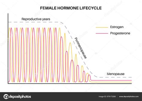 Estrogen Diagram