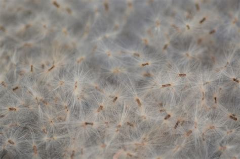 Premium Photo Grass Flower In Closeup