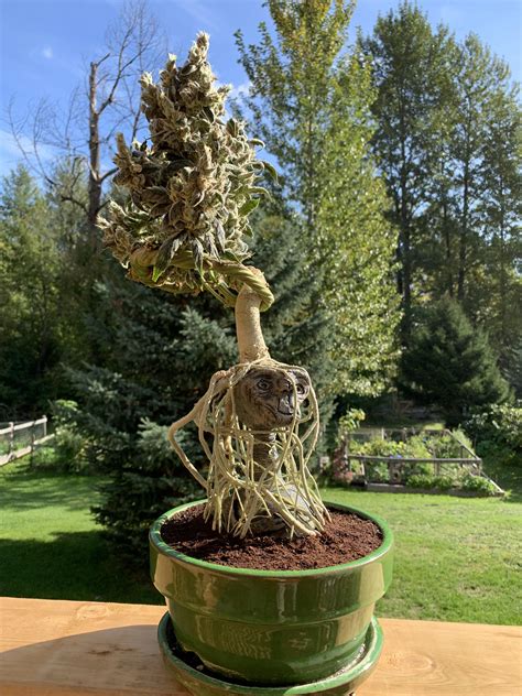 Different Kind Of Root Porn R Rootporn