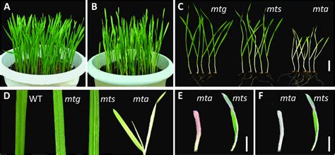 Phenotype Of Wild Type And Leaf Color Mutants Of Triticum Aestivum L Download Scientific