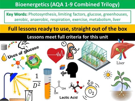 Bioenergetics Aqa 1 9 Combined Trilogy Teaching Resources