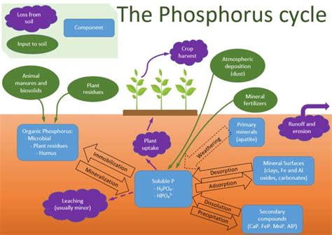 Homemade Phosphorus Fertilizer Quick Diy Guide