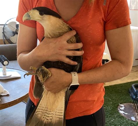 Restraining A Bird Course Avian Behavior Lab